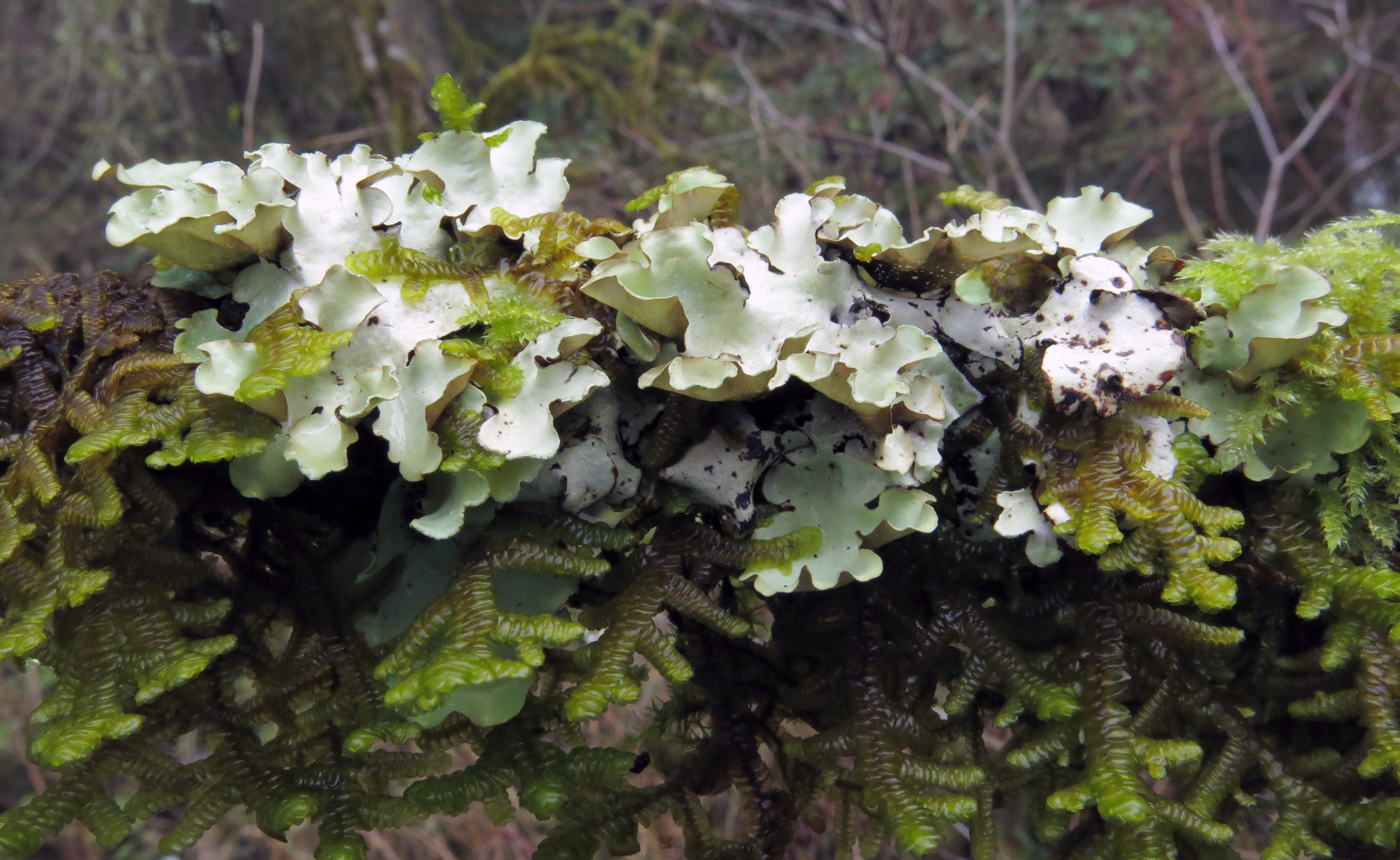Common Macrolichens of the Pacific Northwest