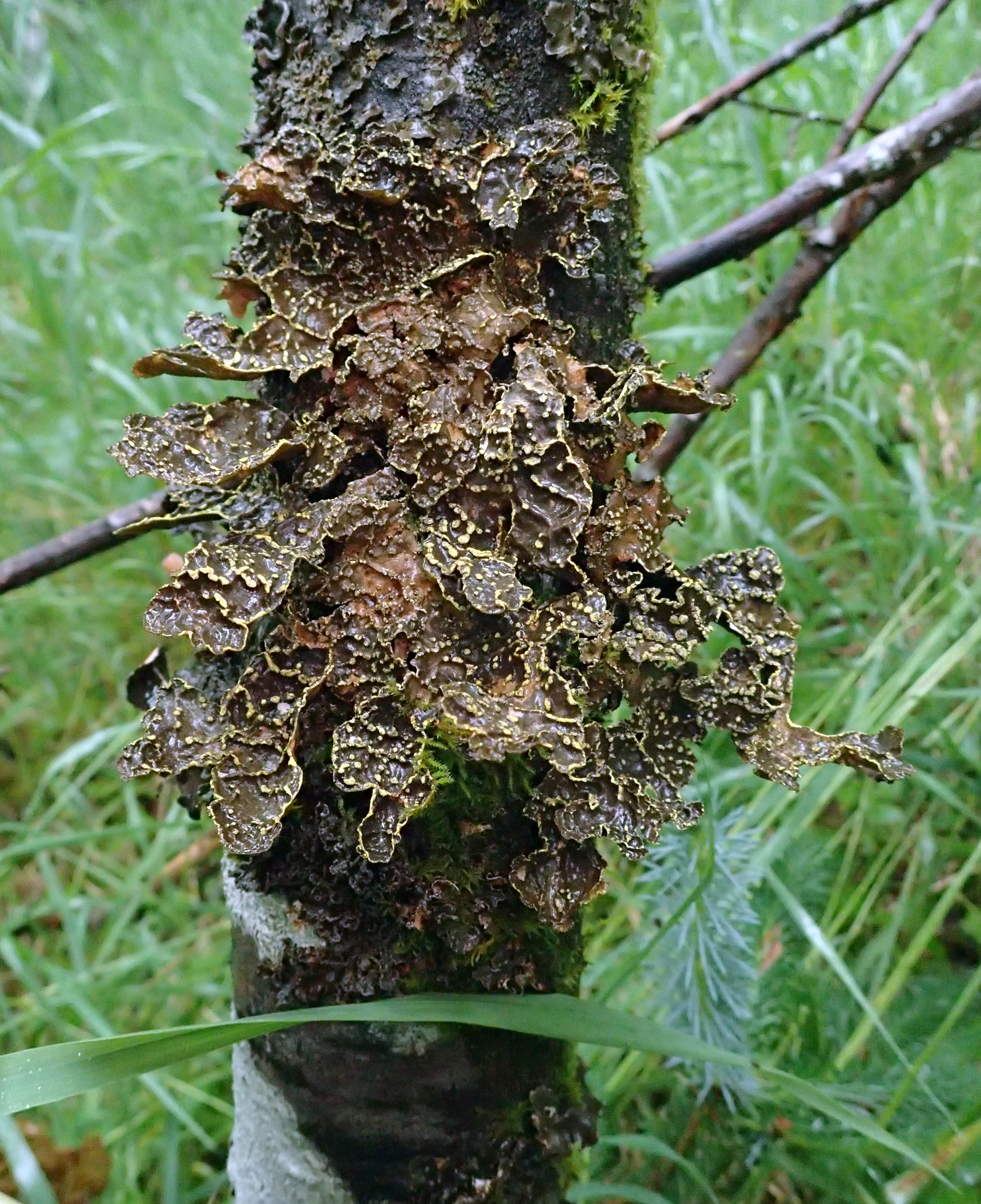 Common Macrolichens of the Pacific Northwest