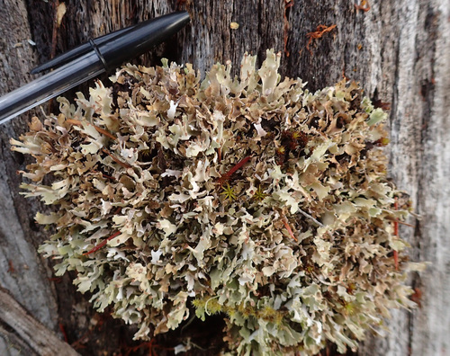 Common Macrolichens of the Pacific Northwest