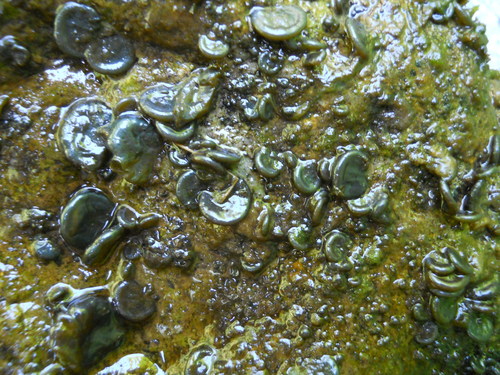 Nostoc (cyanobacteria) species - Common Macrolichens of the Pacific ...