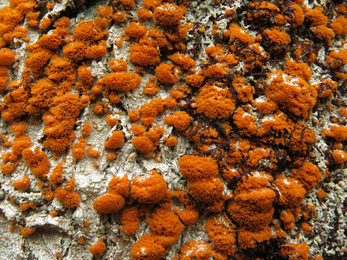 Trentepohlia (alga) species - Common Macrolichens of the Pacific Northwest
