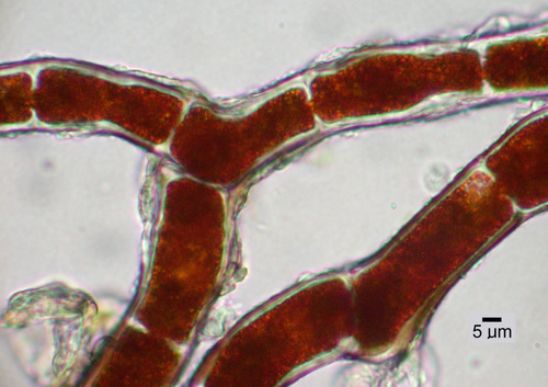 Trentepohlia (alga) species - Common Macrolichens of the Pacific Northwest